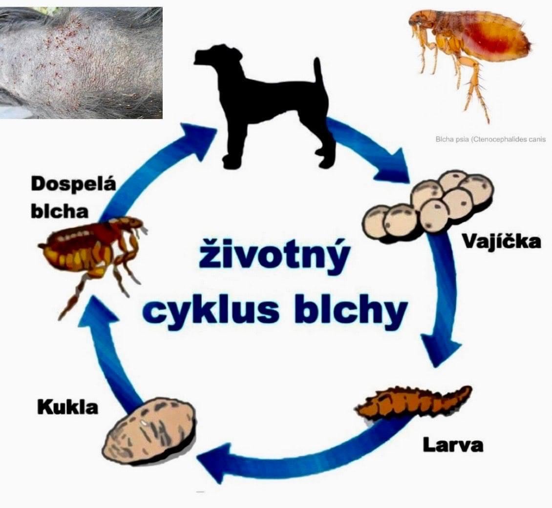 Najčastejšie ektoparazity psov a mačiek - Marfilvet